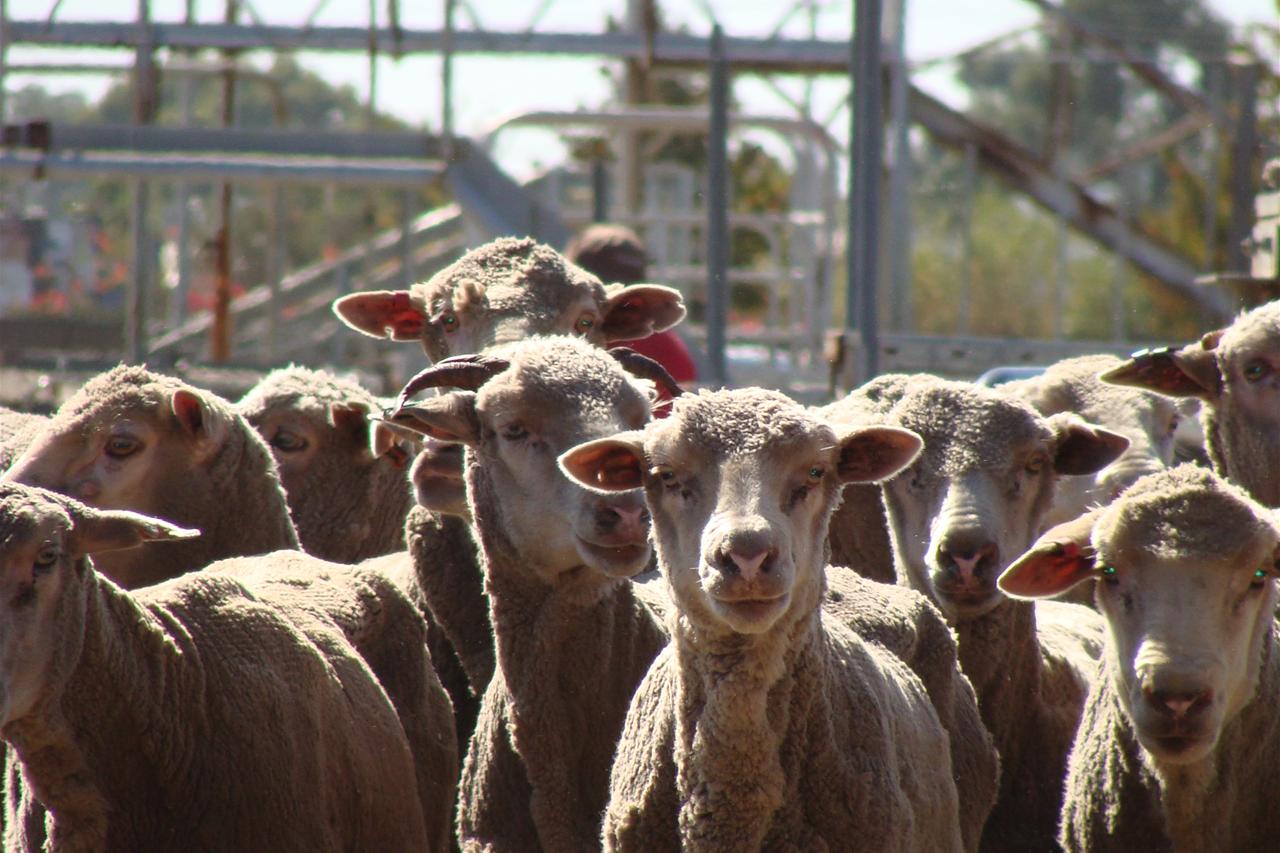Signing off at the Midland saleyards - ABC News