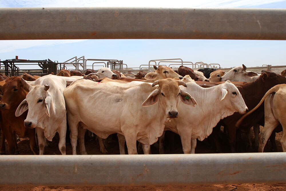 WA meat processor Harvey Beef announces a new rangelands meat brand for ...