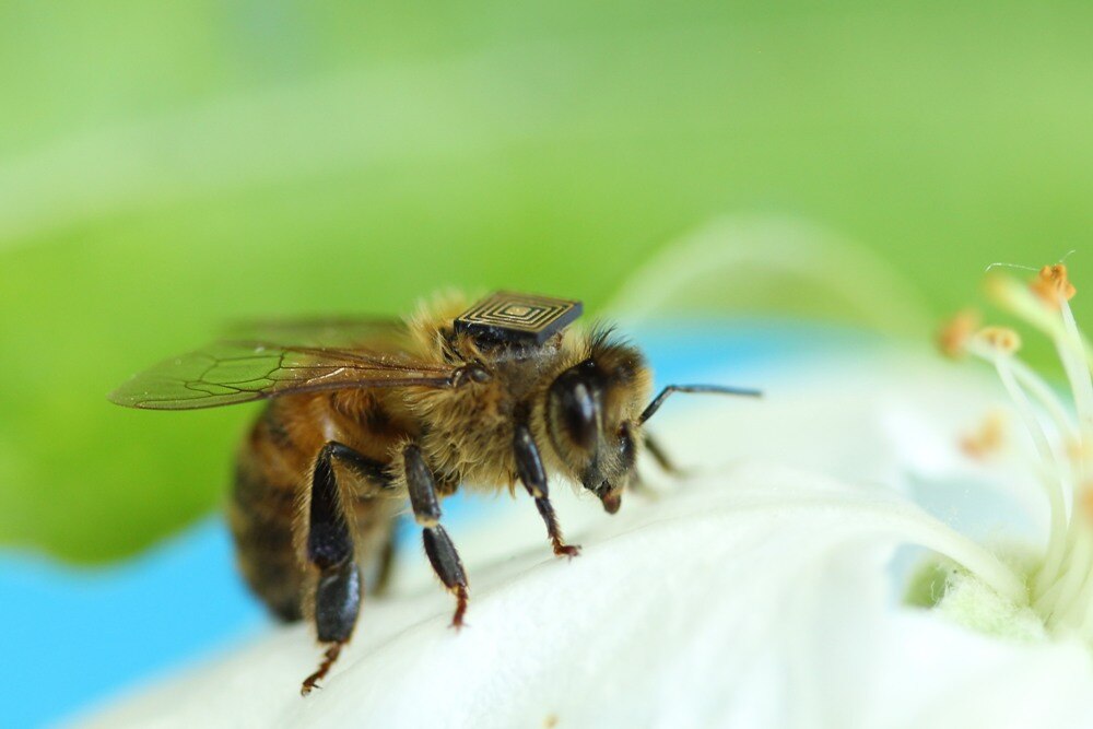 Miniature radio tags to track bee behaviour - ABC News