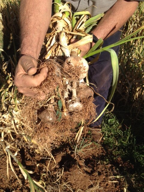 Organic garlic production in NSW replacing Chinese imports - ABC News