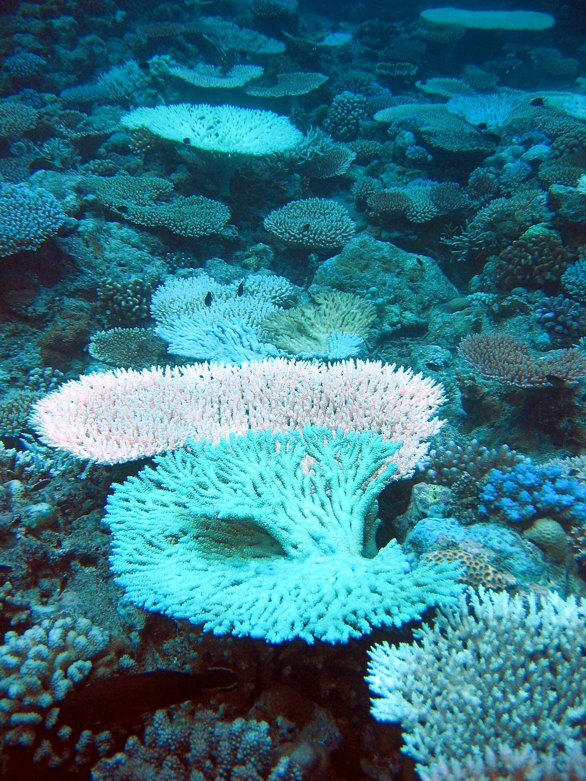 Scientists "switch off" coral gene responsible for resilience in warm ...