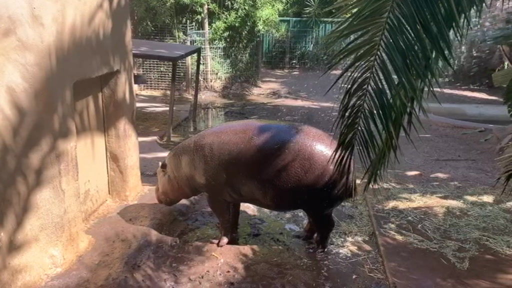 Hippo cools off at Adelaide Zoo - ABC News
