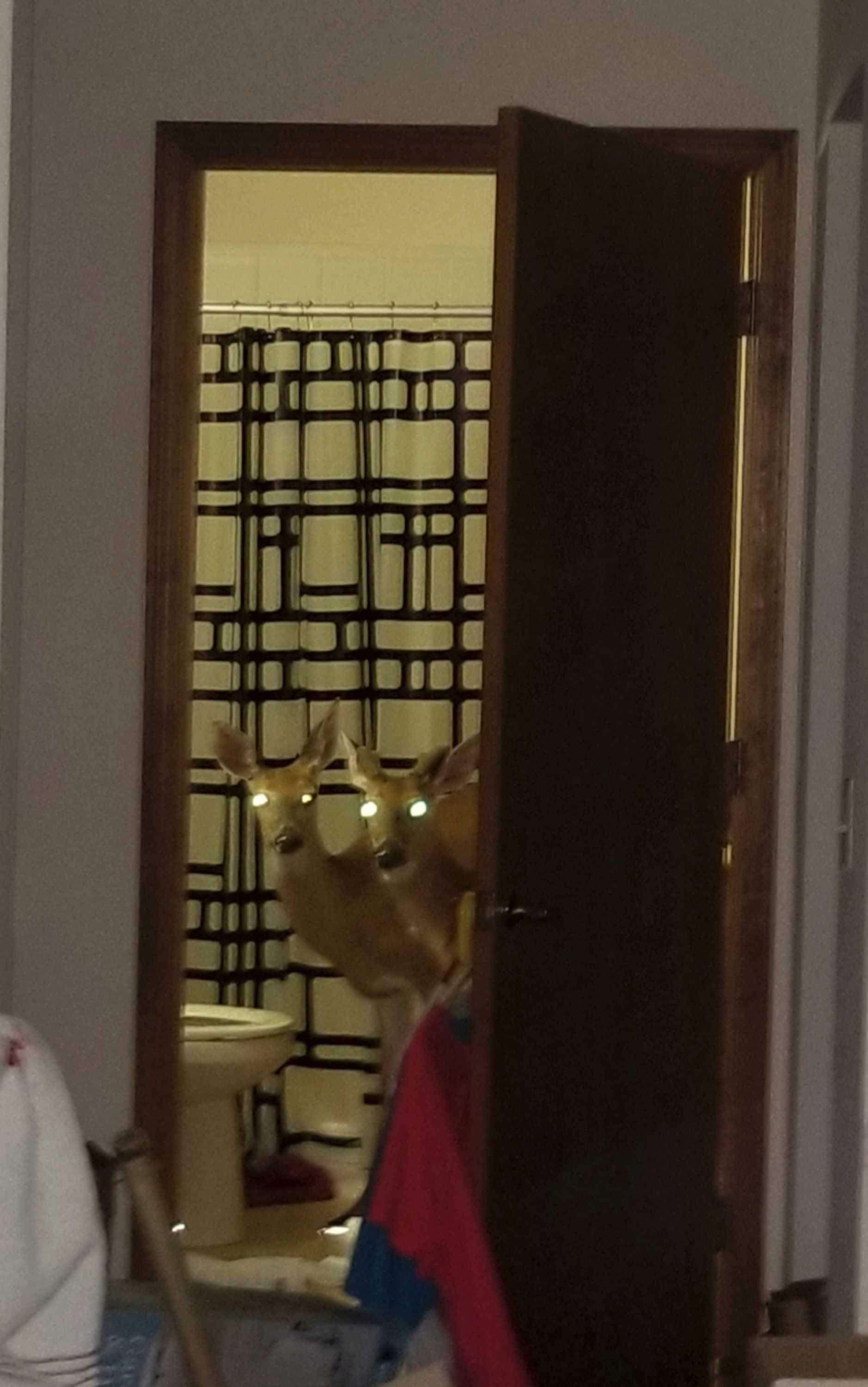 Deer invade elderly woman's apartment leaving significant damage - ABC News