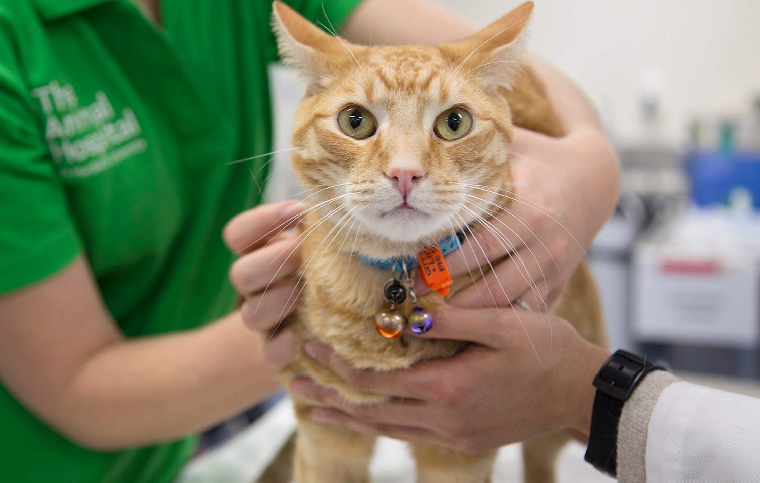 Cat community blood bank set up as number of felines requiring ...