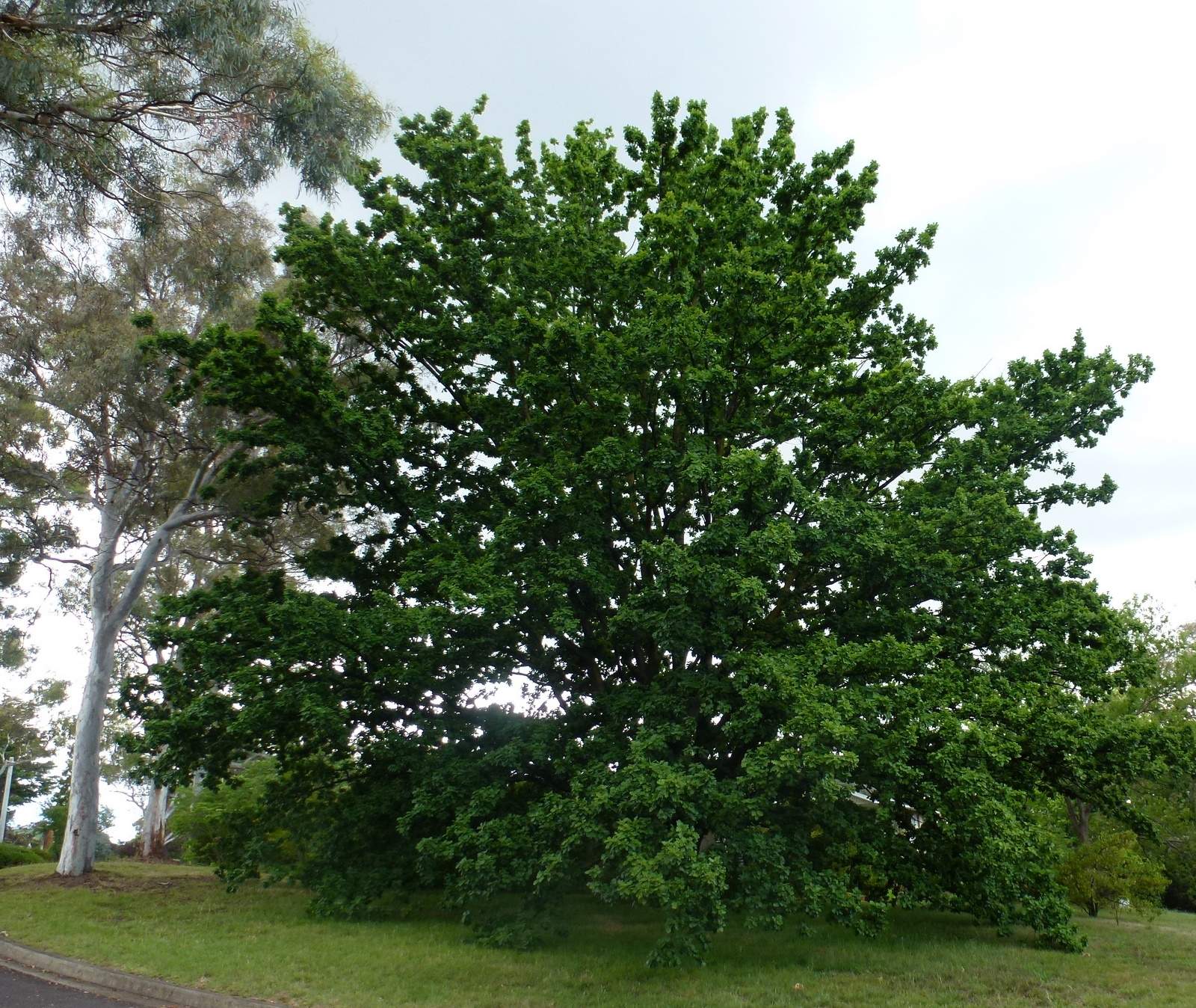 National Tree Day: Celebrating Canberra's exceptional trees - ABC News