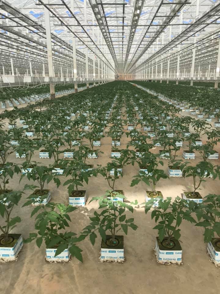 Commonwealth Bank offers discounted 'green loan' for farmers - ABC News