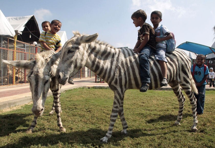 Between the lines with Gaza's 'zonkeys' - ABC News