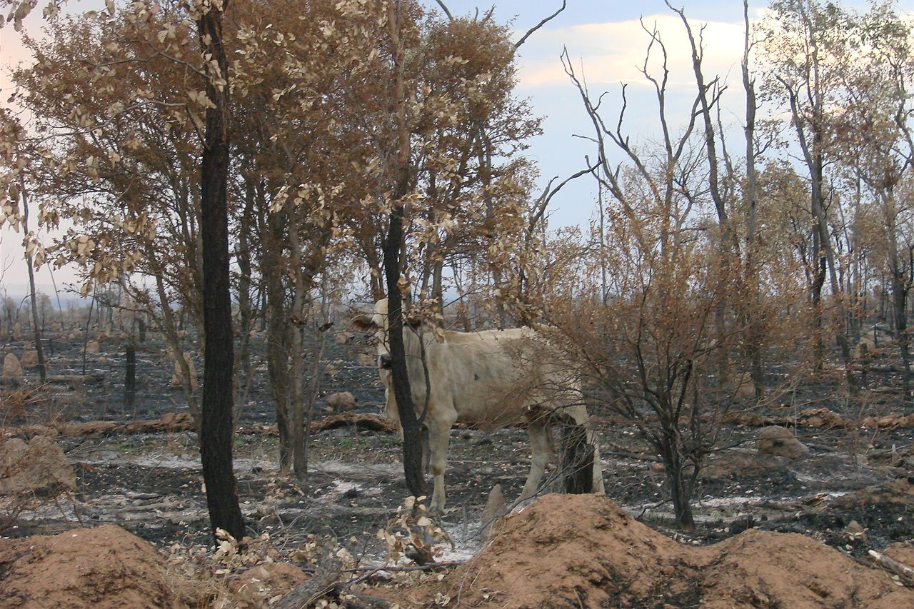 Tick outbreak making it difficult for fire affected farmers to move ...
