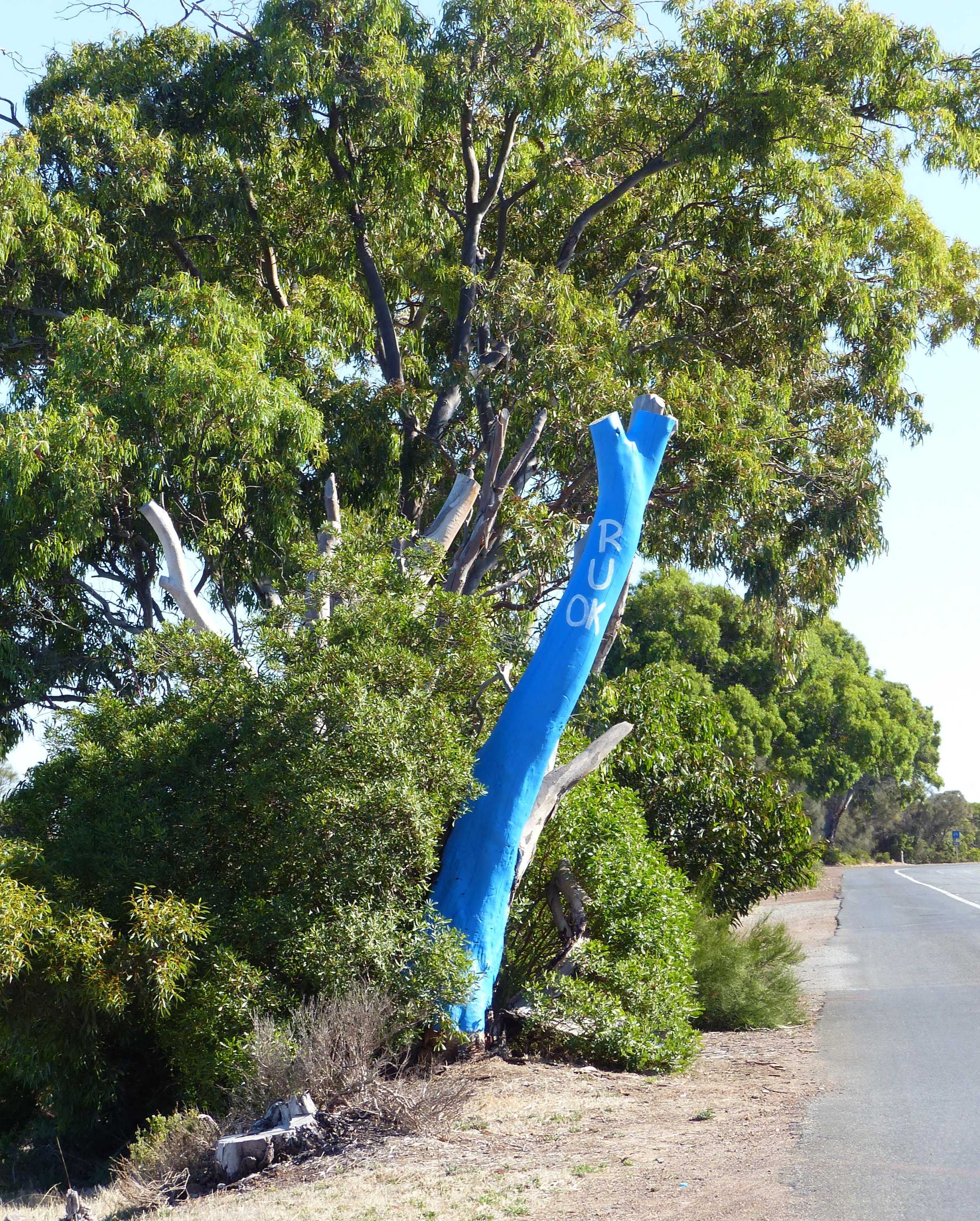 Blue Tree Project sparks divide in Loxton, Coffin Bay after trees ...
