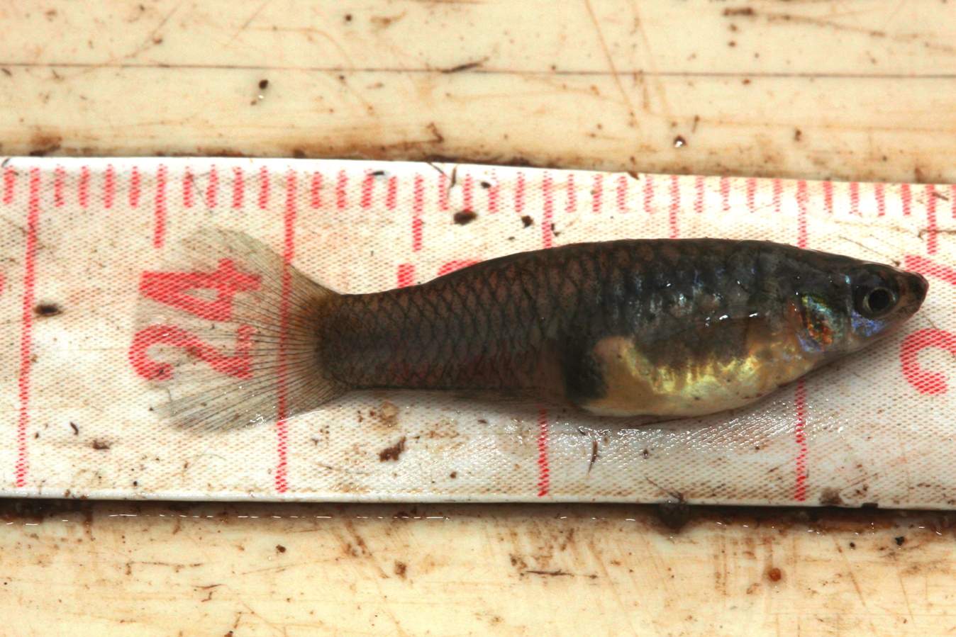 Pest fish contaminates pristine river - ABC News