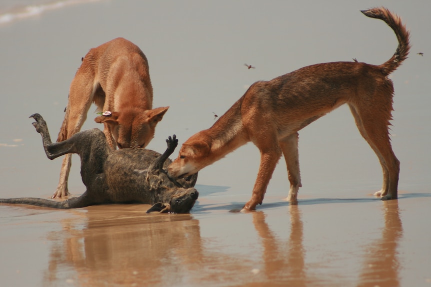 K'gari dingo population healthy and fed despite public concerns ... K'gari dingo population healthy and fed despite public concerns ...