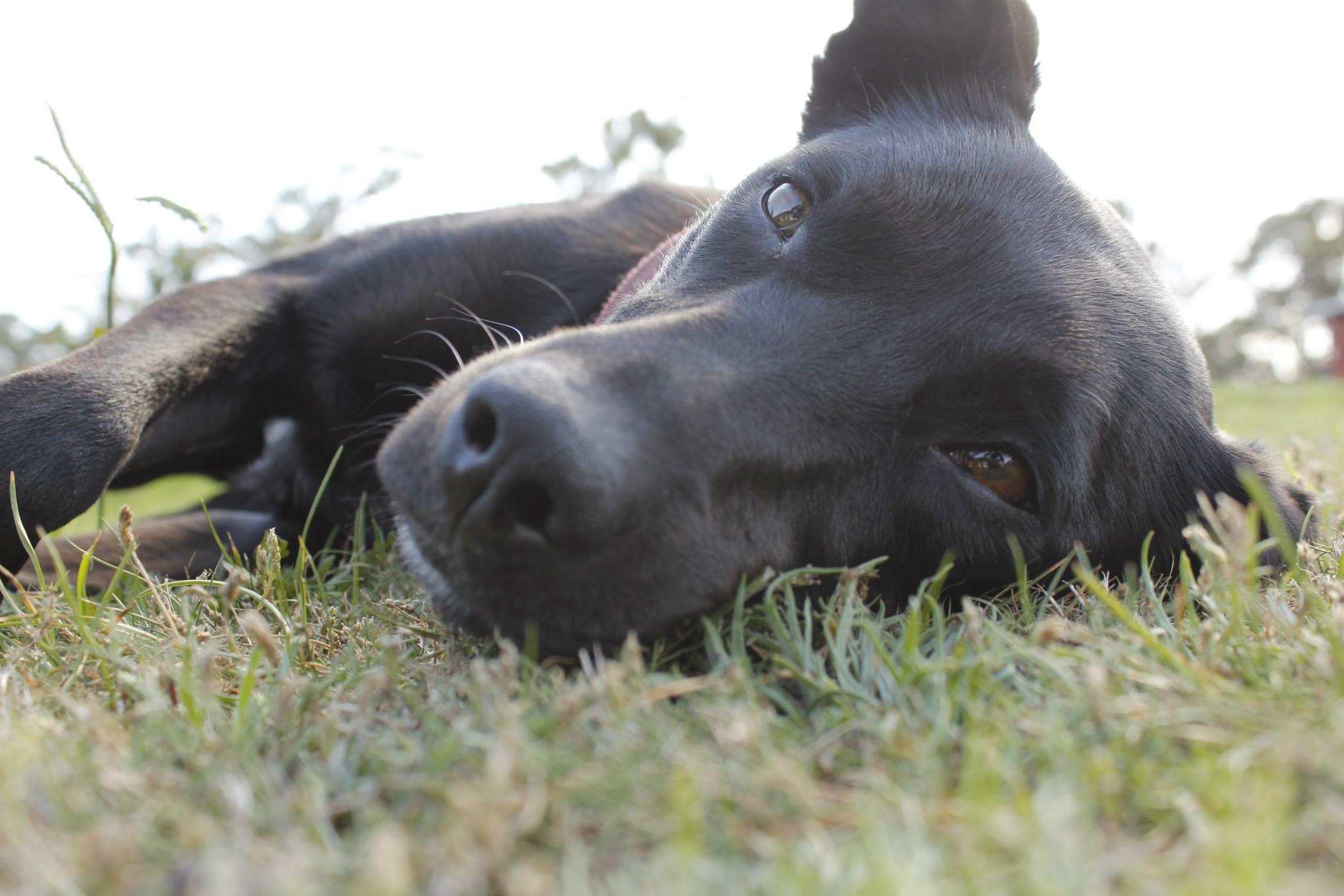 Do animals feel grief? - ABC Sydney