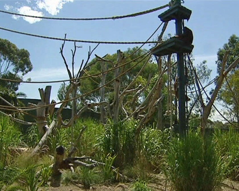Orangutan short-circuits fence in zoo breakout - ABC News