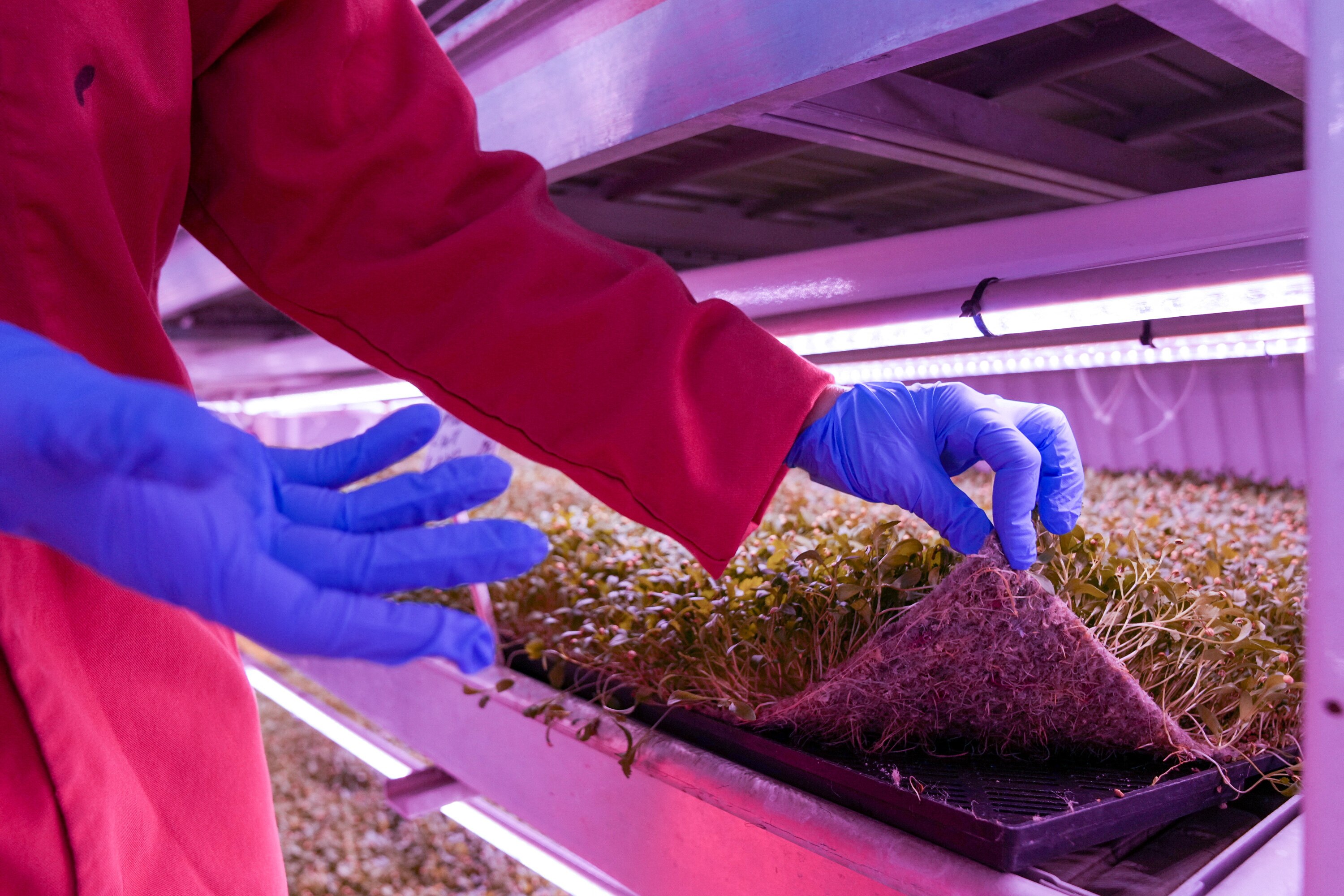 Deep below London's streets, farmers are growing herbs with no soil ...
