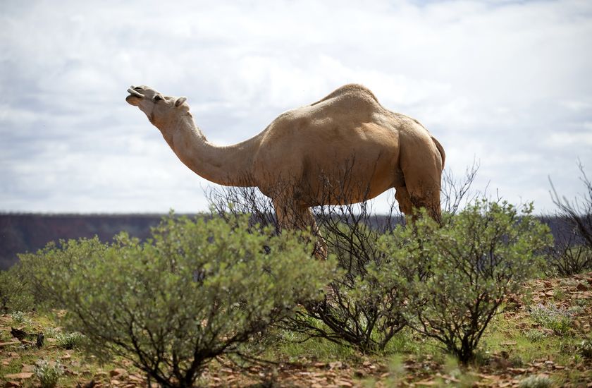 Study to measure camels' effect on climate change - ABC News