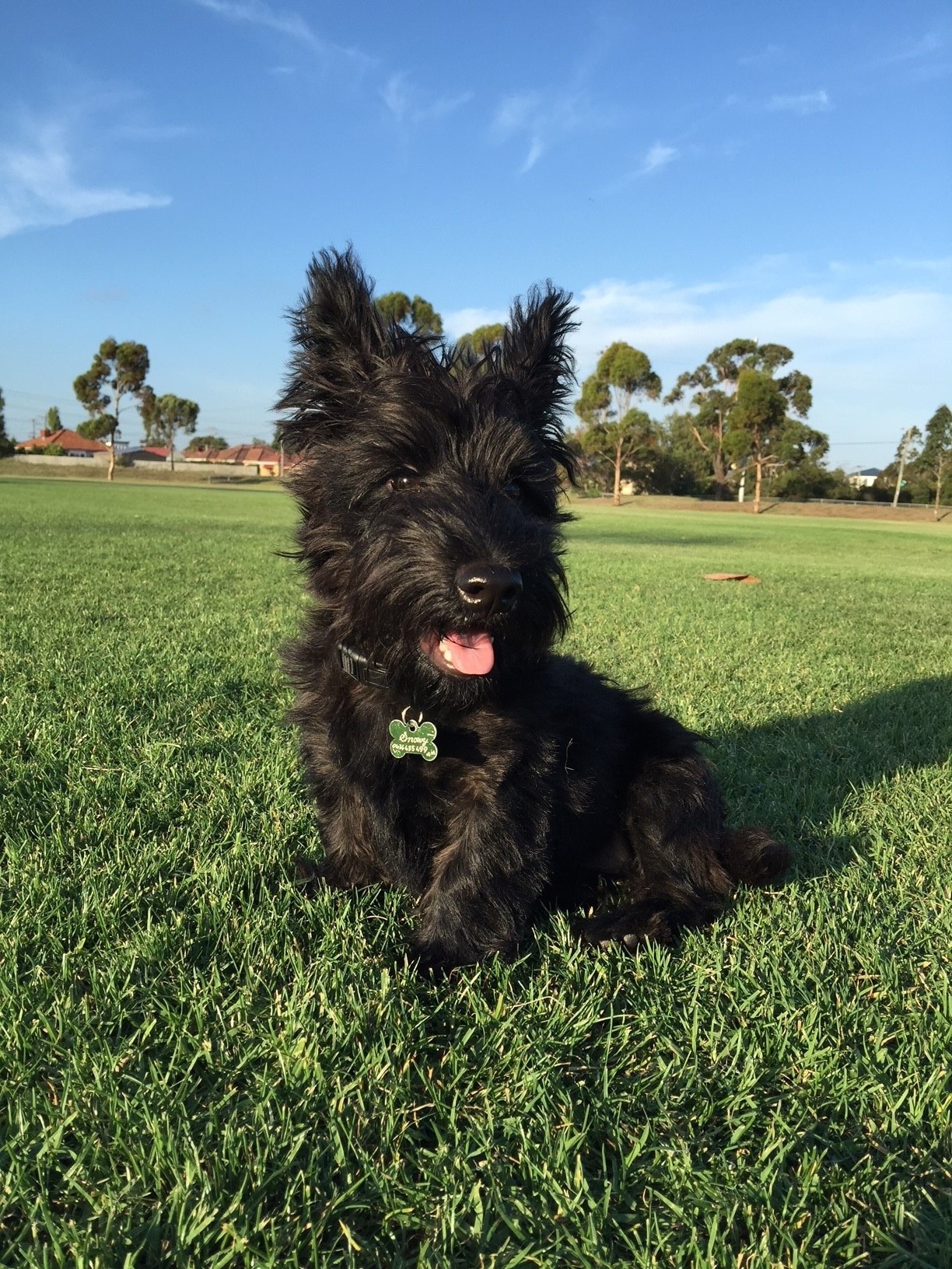 The book that's a celebration of the some of the greatest dogs in ...