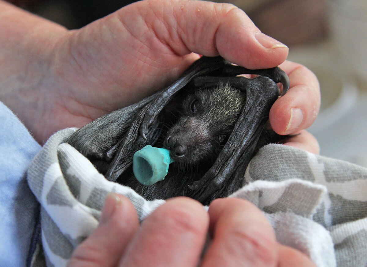 Wildlife carer Meg Churches describes what life is like in 'the bat ...