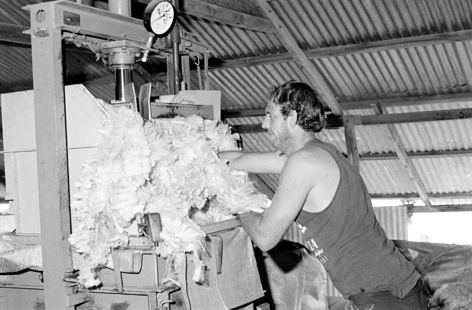 Western Queensland wool country still fighting to bring wool back 30 ...