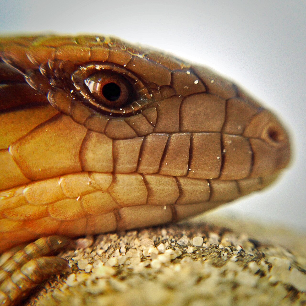 Blue-tongue lizards take over Belconnen Police Station in Canberra's ...