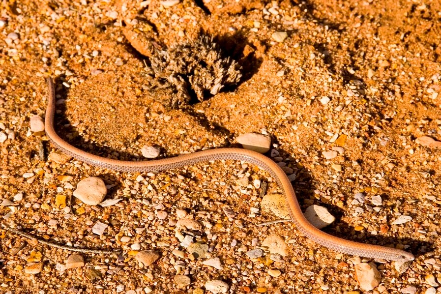 Legless lizard defies extinction list odds - ABC News