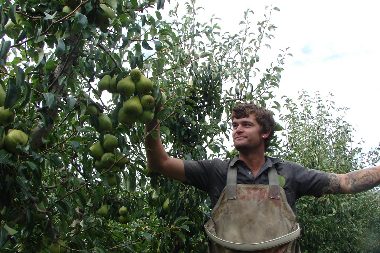 A working holiday - ABC News
