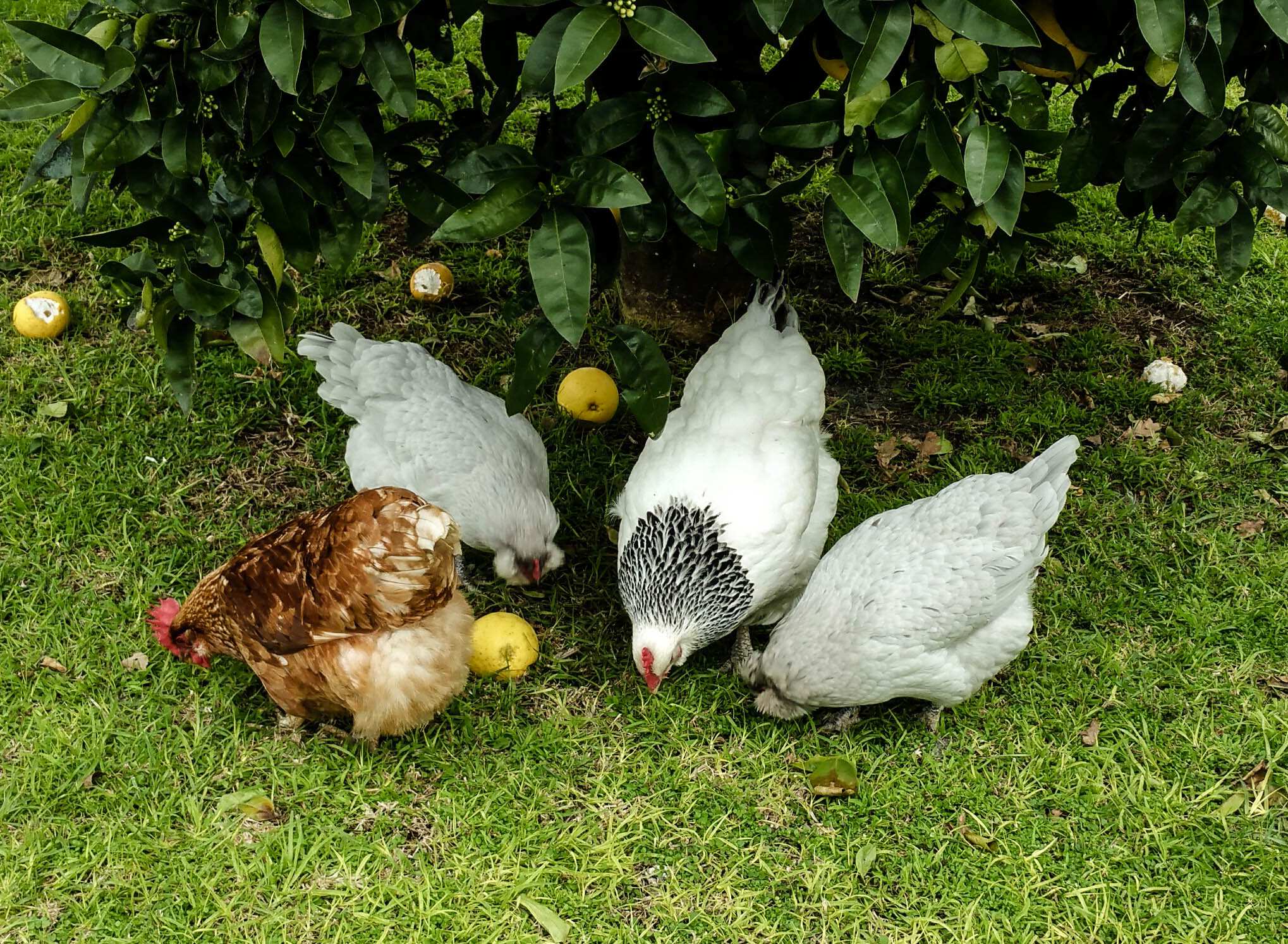 Terry Barnes - ABC News