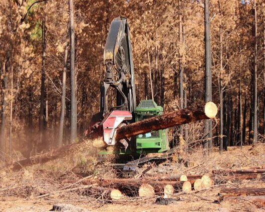 Waroona bushfire damage to pine plantations to cost WA economy up to ...