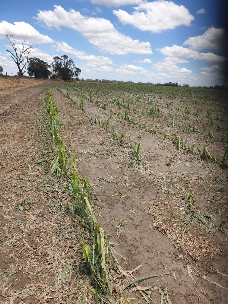 Victorian farmers assess damaged crops and houses after storms, rain ...