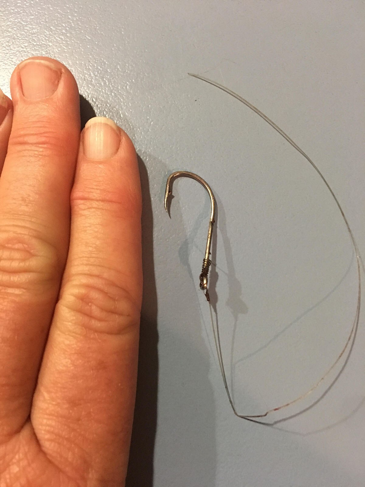 Dog swallows discarded fishing hook on beach, emergency surgery costs ...