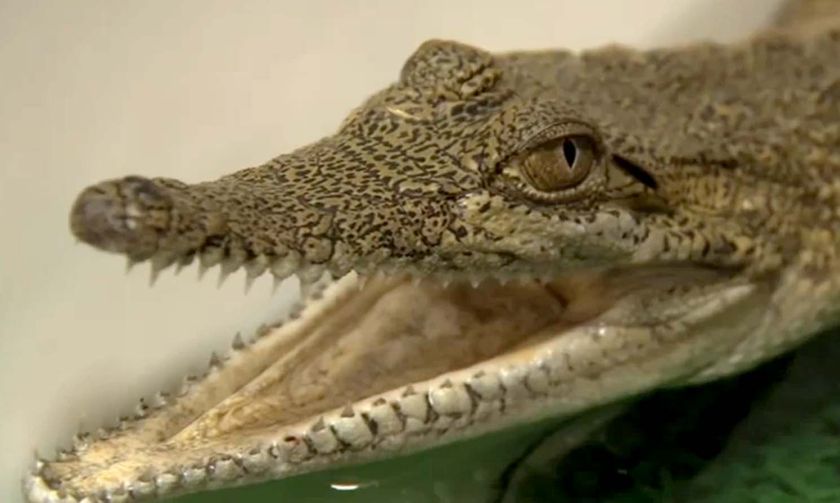 Crocodile seized in Sydney drug raid - ABC News