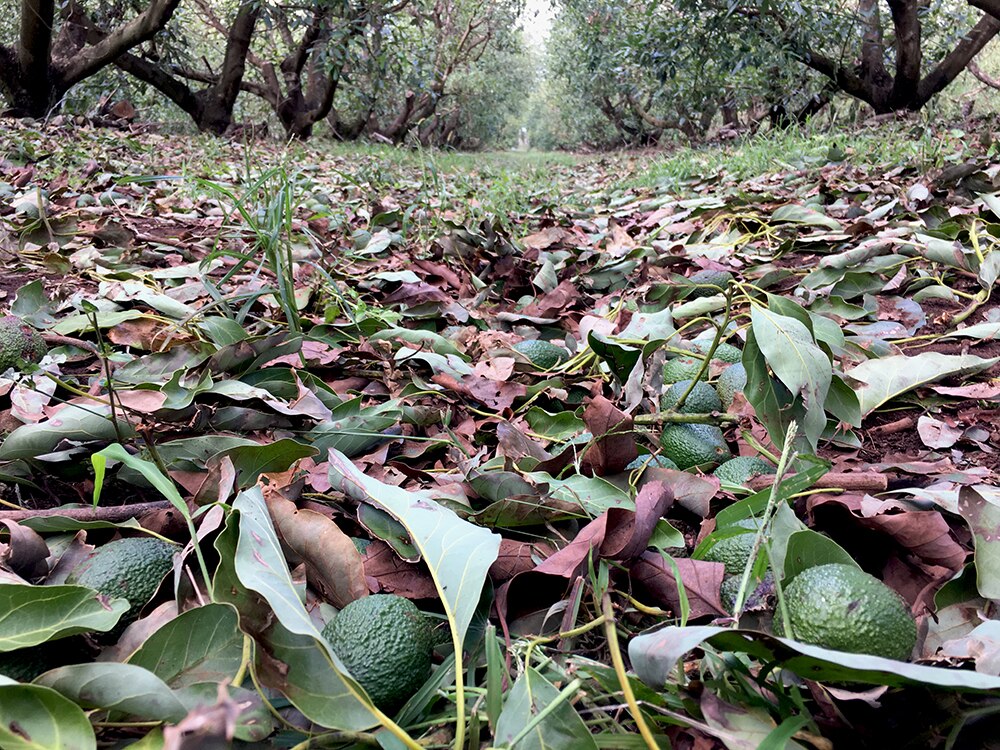 Hail storm smashes 4 million avocados in under 10 minutes at huge ...