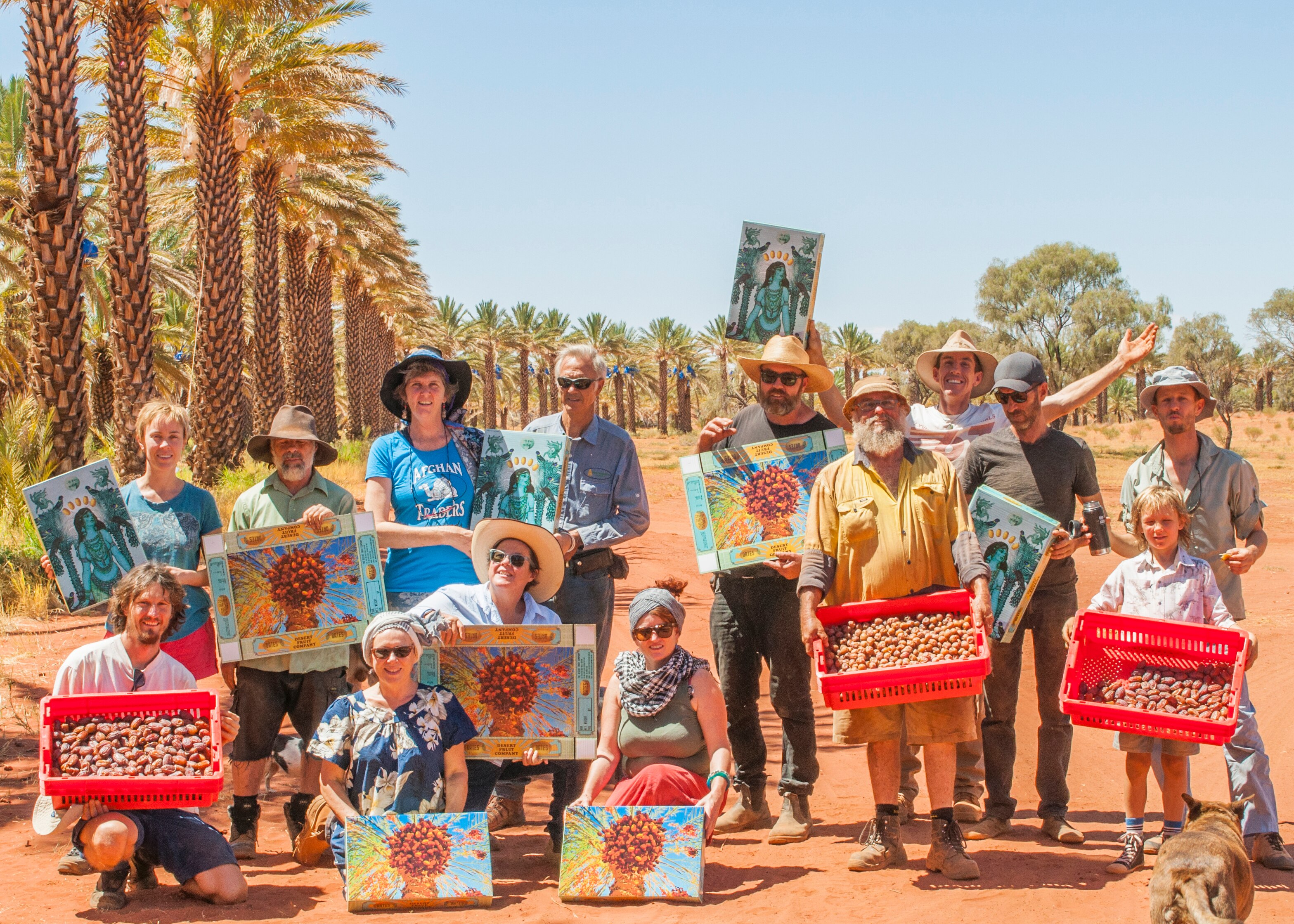 Northern Territory's biggest date farm records largest-ever harvest ...