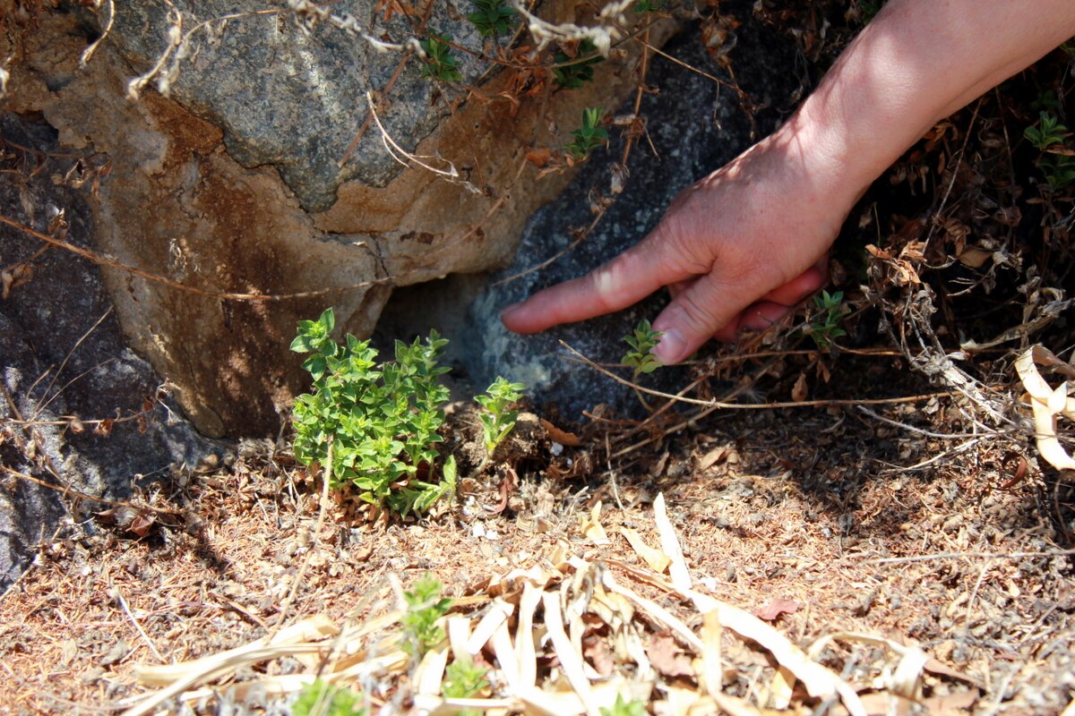 Canberra woman discovers 1.8m brown snake living in retaining wall ...
