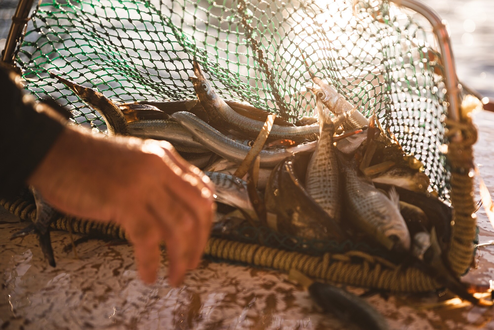 SA Commercial Marine Scalefish Fishery celebrates 185 years of ...