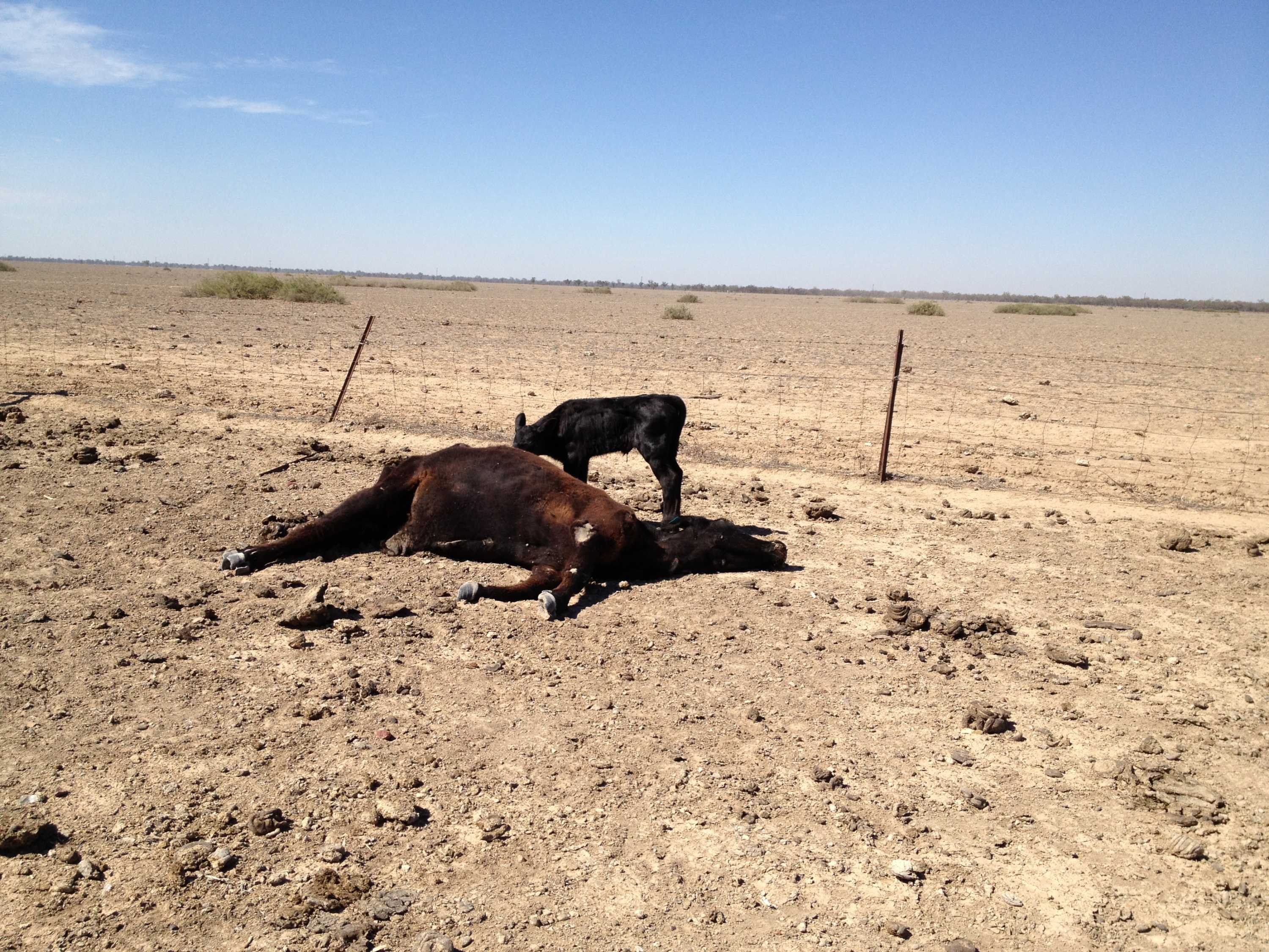 Steve Whan slams NSW Government drought reaction - ABC News