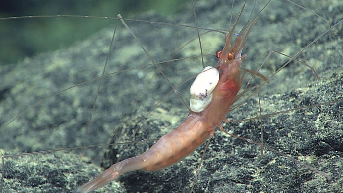 Creatures of the deep: What NOAA's Okeanos Explorer found in the ...