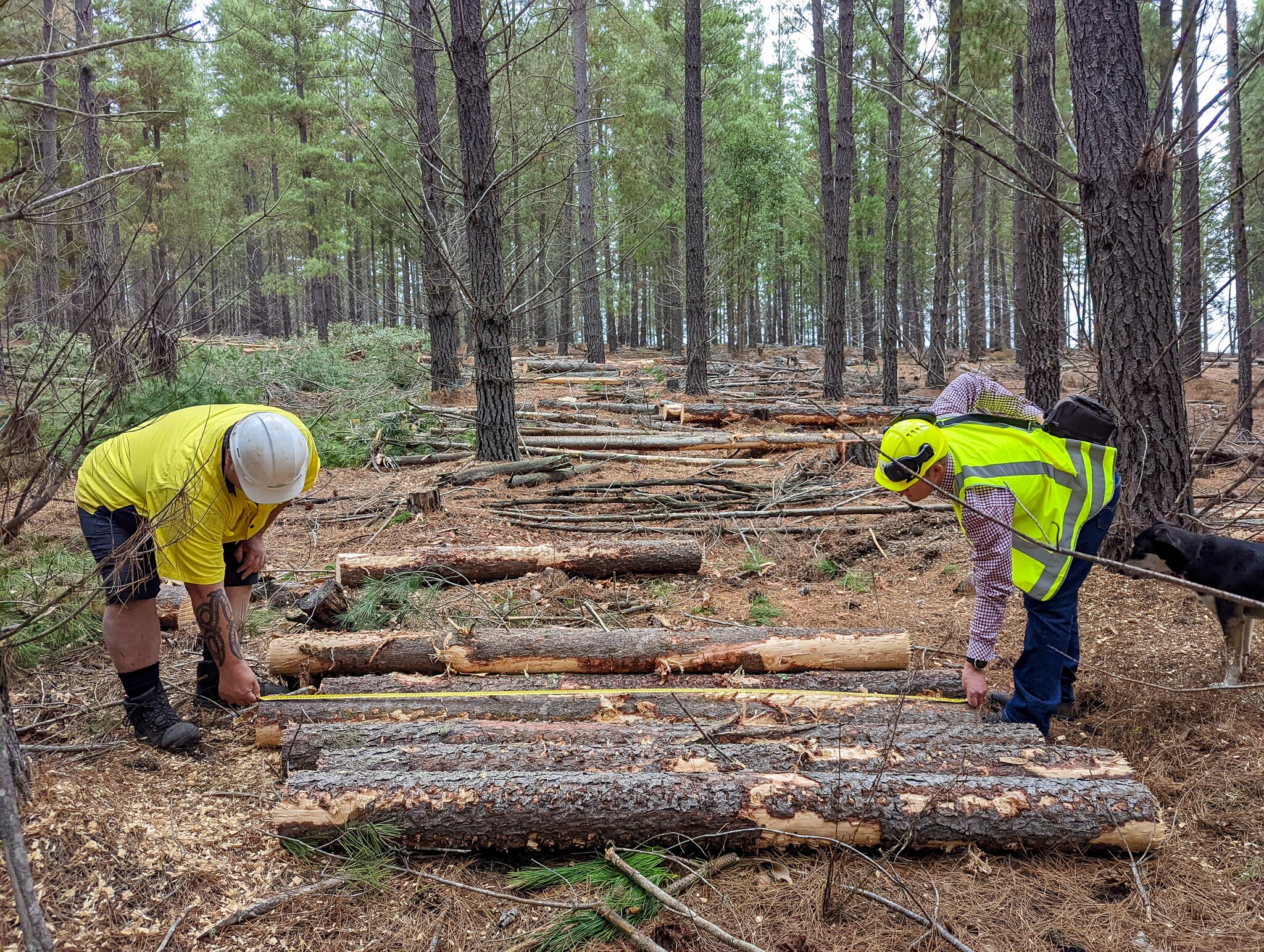 Native logging ban leaves 'bitter taste' in mouth of forestry families ...