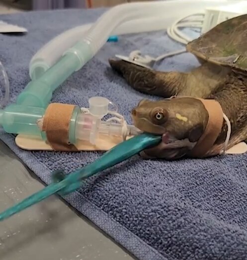 Le Fevre's pet turtle Terri undergoes surgery after toy lizard incident ...