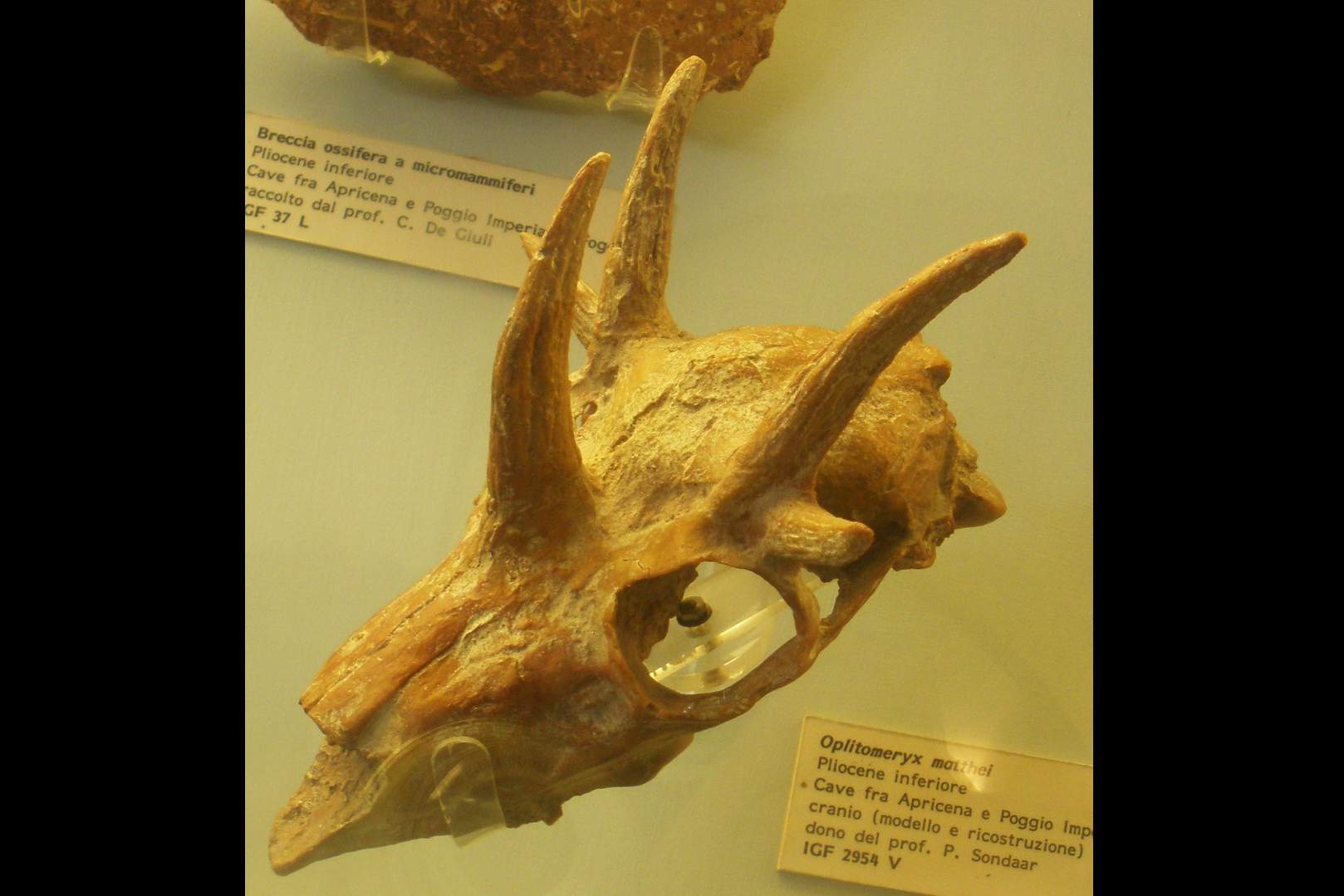 Tim Flannery traces the natural history of Europe from the time of the ...
