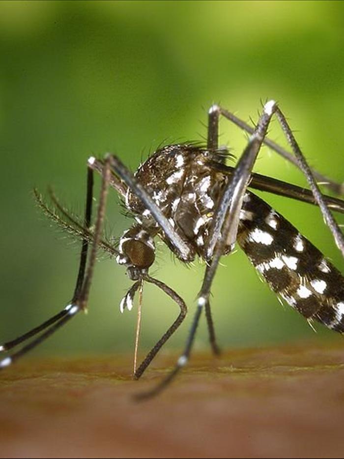 Dengue Fever mosquito trial successful - ABC listen