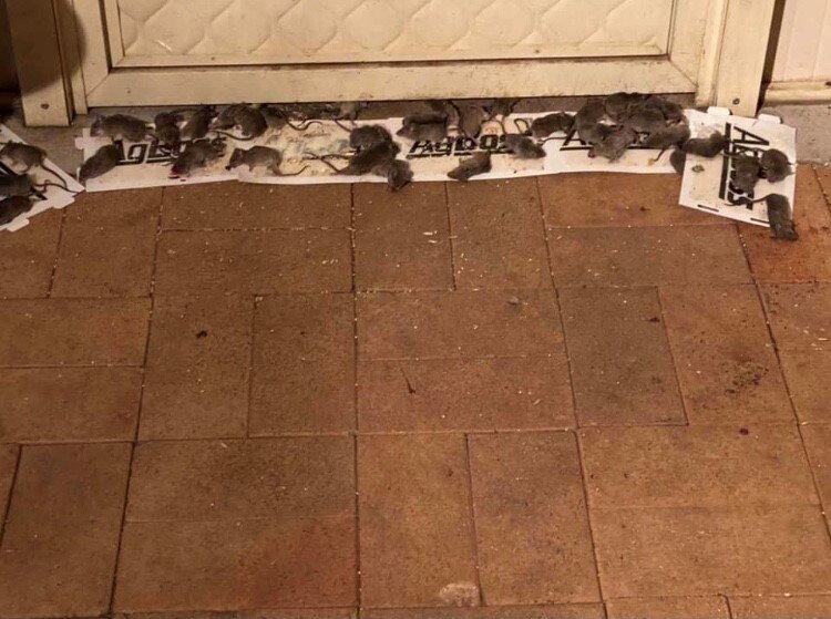 Mouse plague wreaks havoc across two states, destroying crops in Qld ...