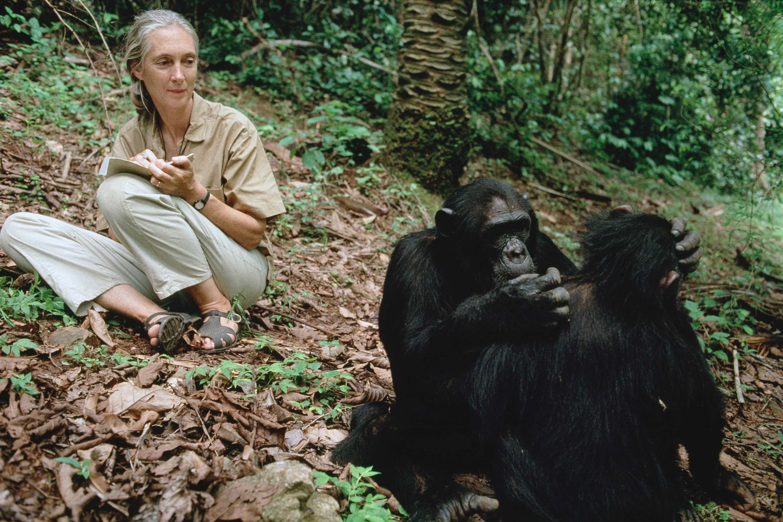 How Jane Goodall's chimpanzee research led to the modern animal rights ...