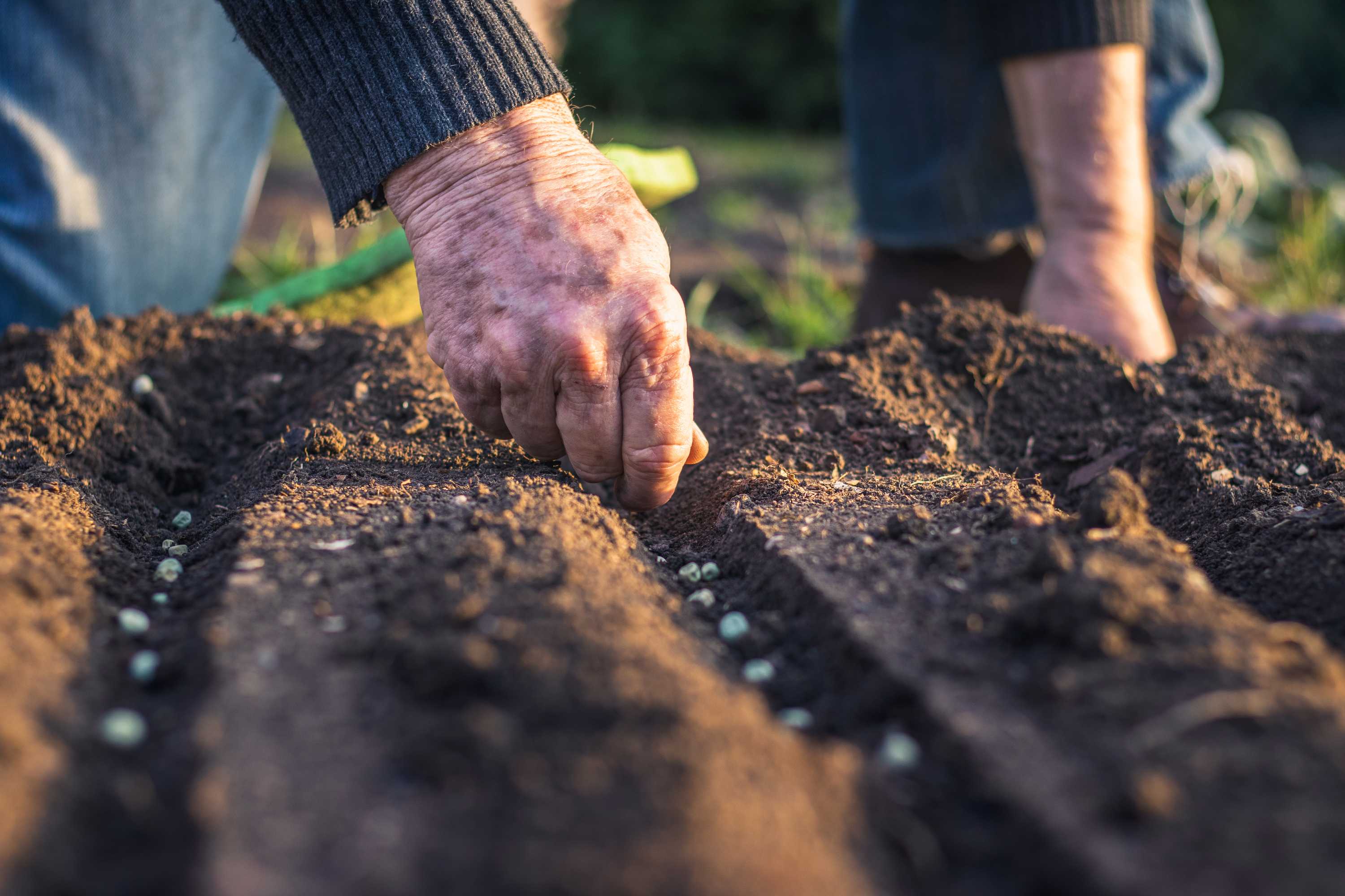 The need for seed: Why you'll never have to buy seeds again - ABC listen