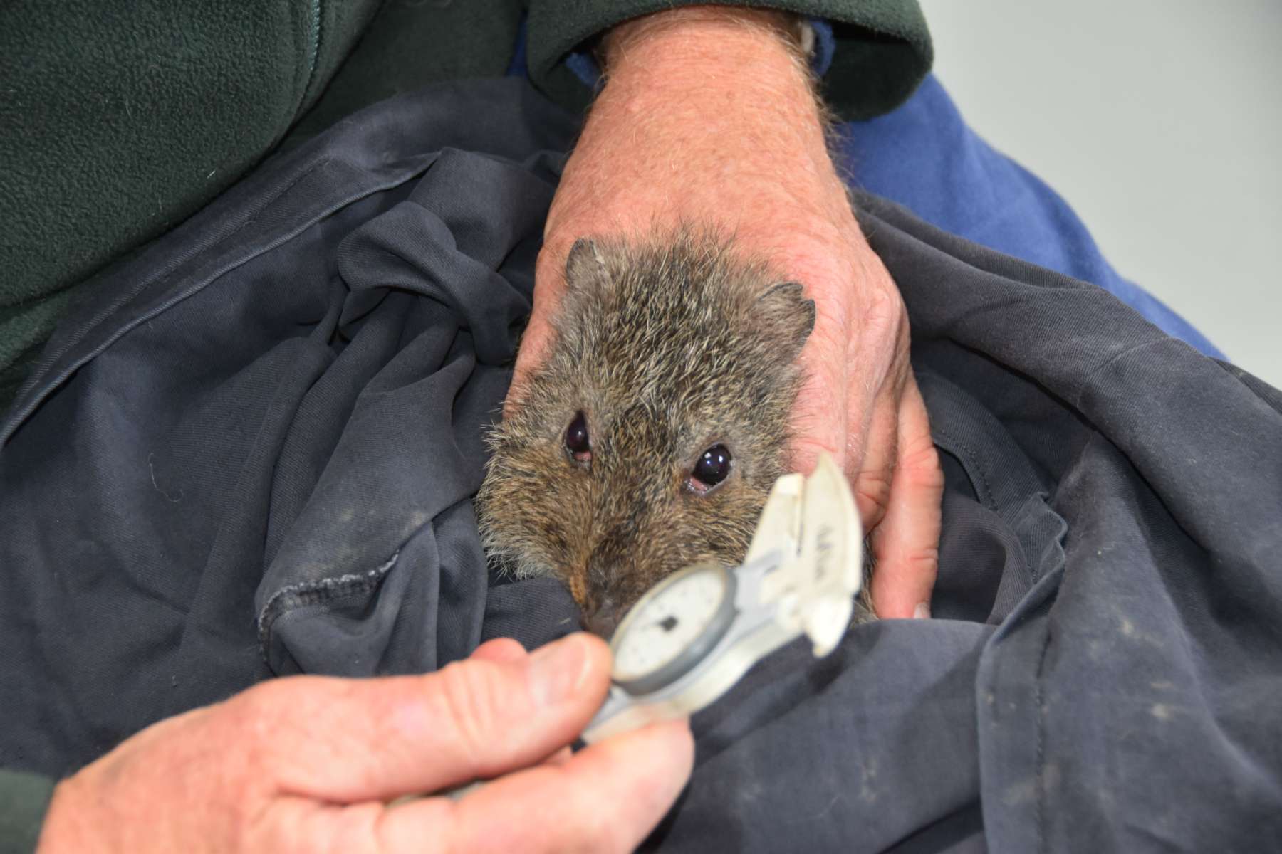 New island home boosts hopes for Gilbert's potoroo - ABC News