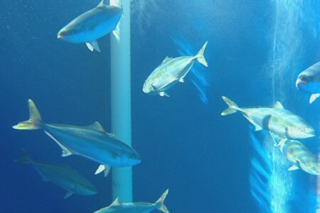 Maori seafood industry shows Aussies how it's done - ABC Kimberley