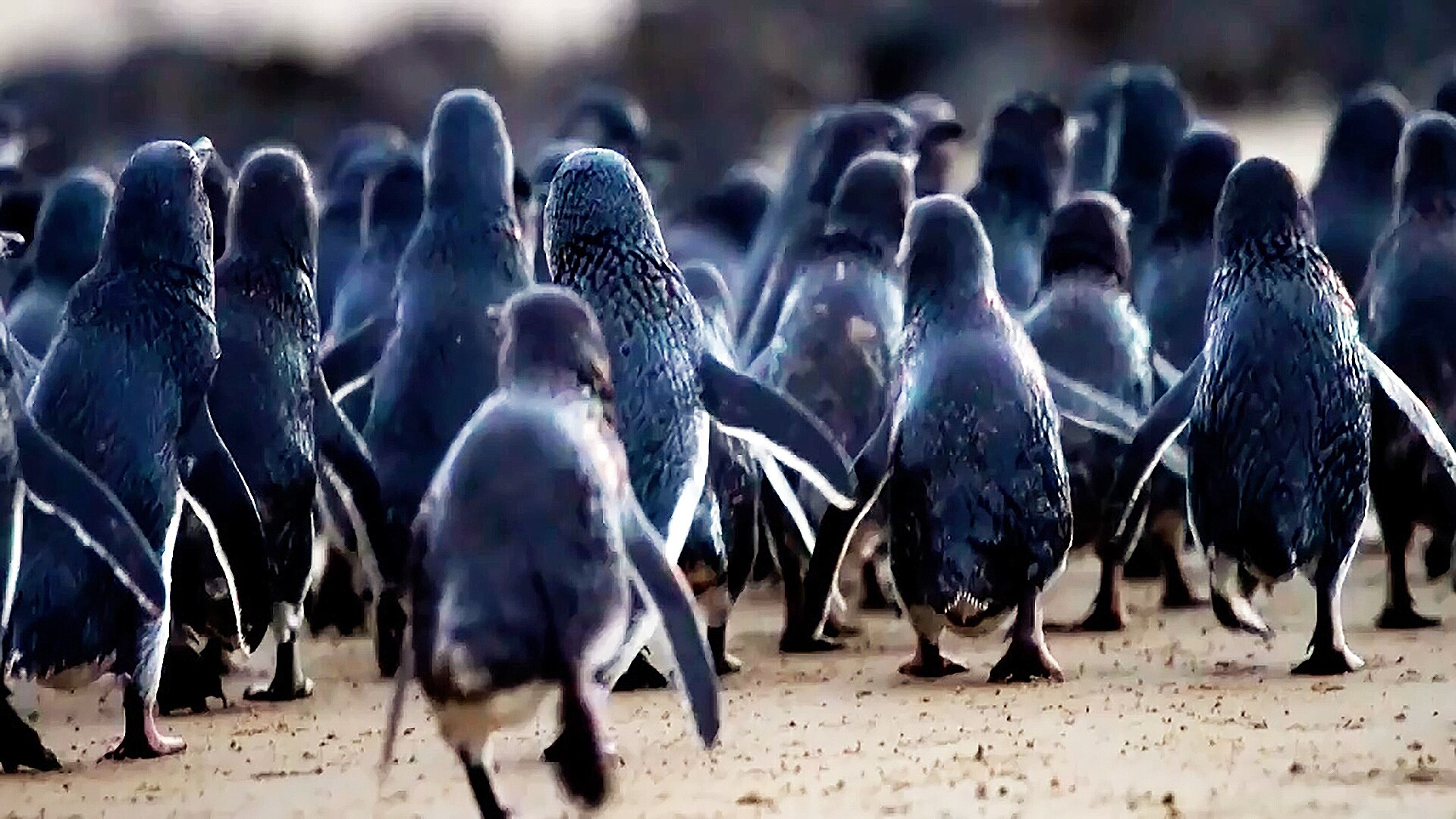 Conservation in the Magical Land of Oz, Ch 8: The little penguin - ABC ...