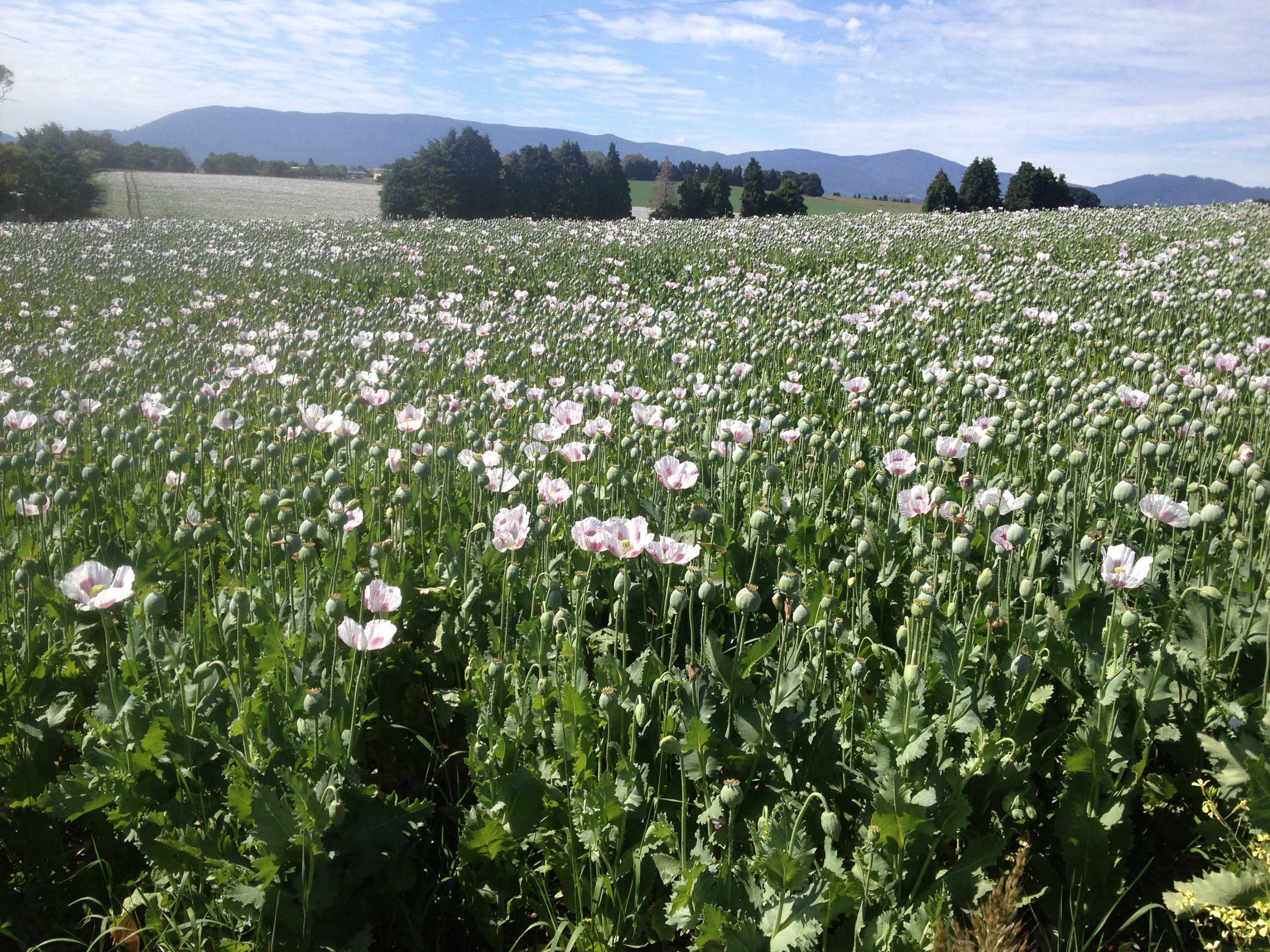Poppy company TPI moves poppy crops to mainland, increasing yields in ...