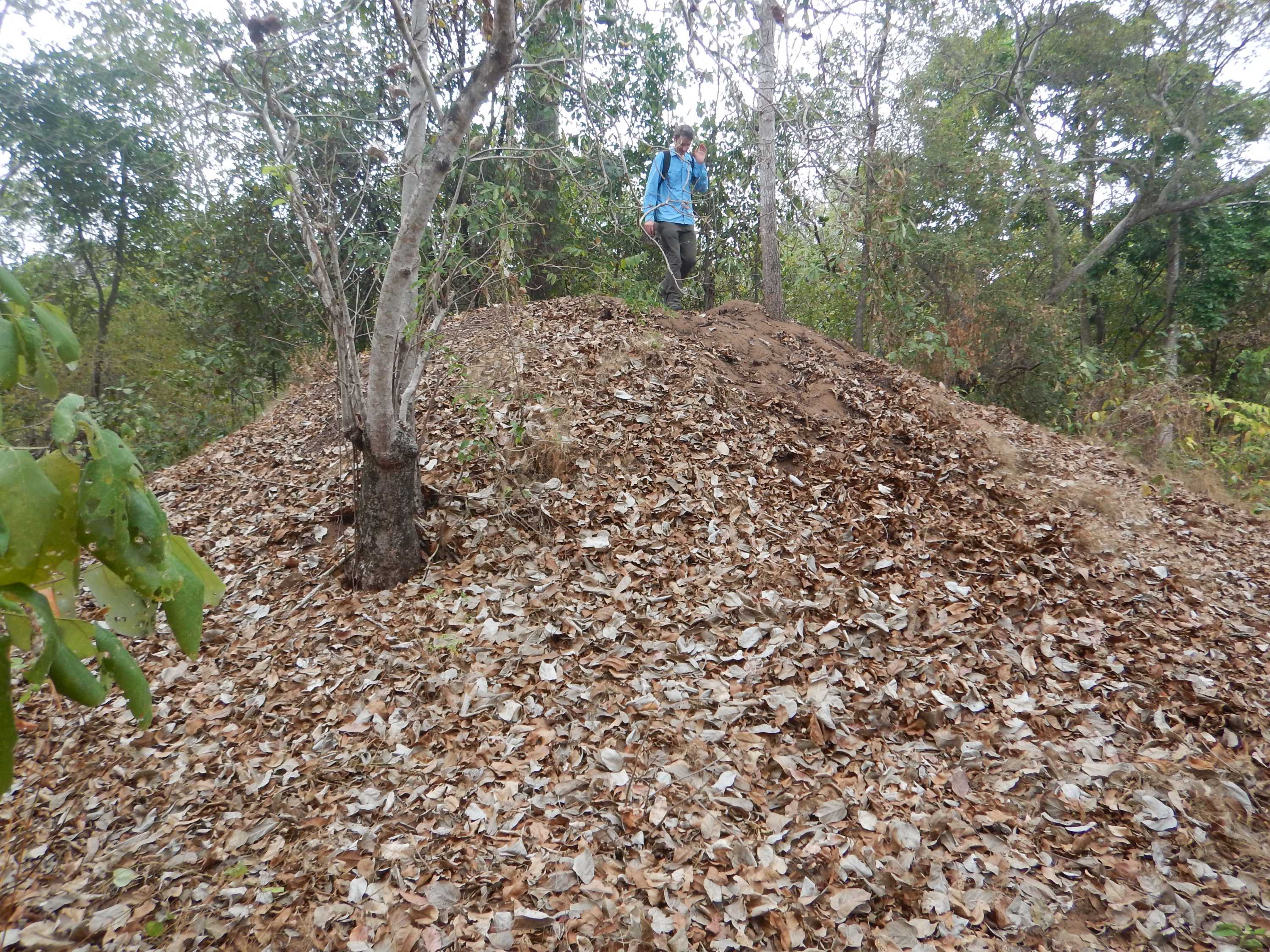 Indigenous archaeology: exploring the secrets of man-made mounds - ABC ...