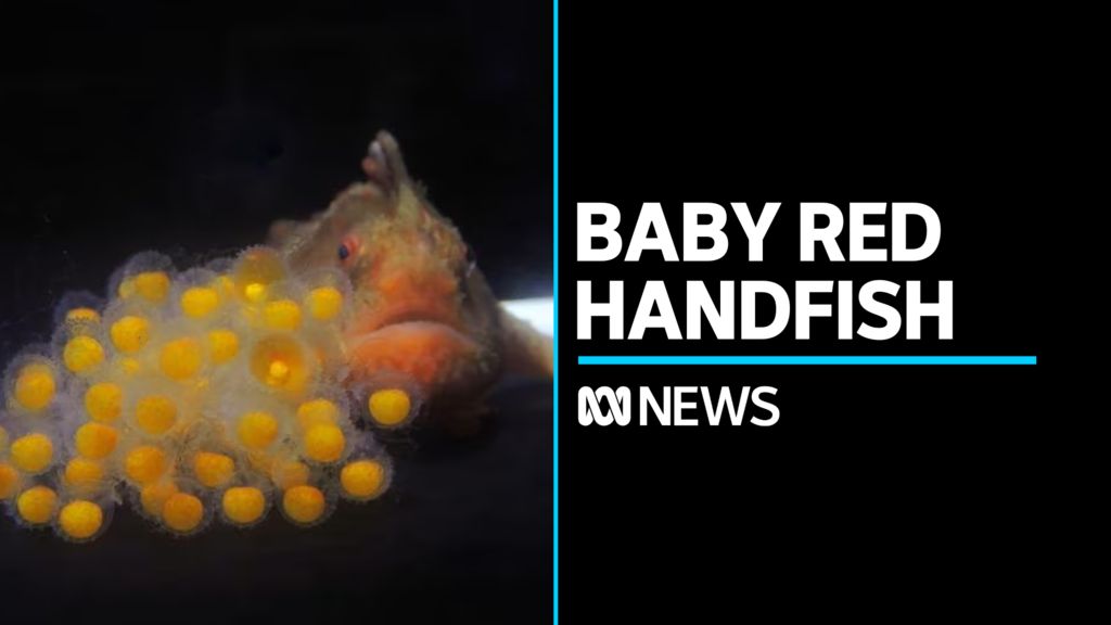 Successful hatching brings hope of saving red handfish from extinction ...