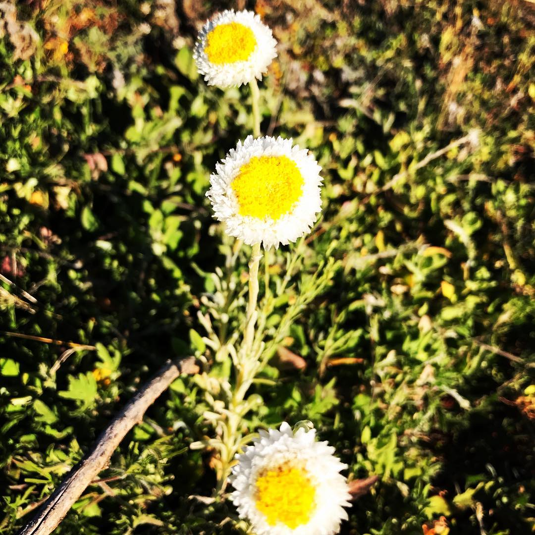 Wildflowers in outback Queensland deliver a pleasant change after best ...